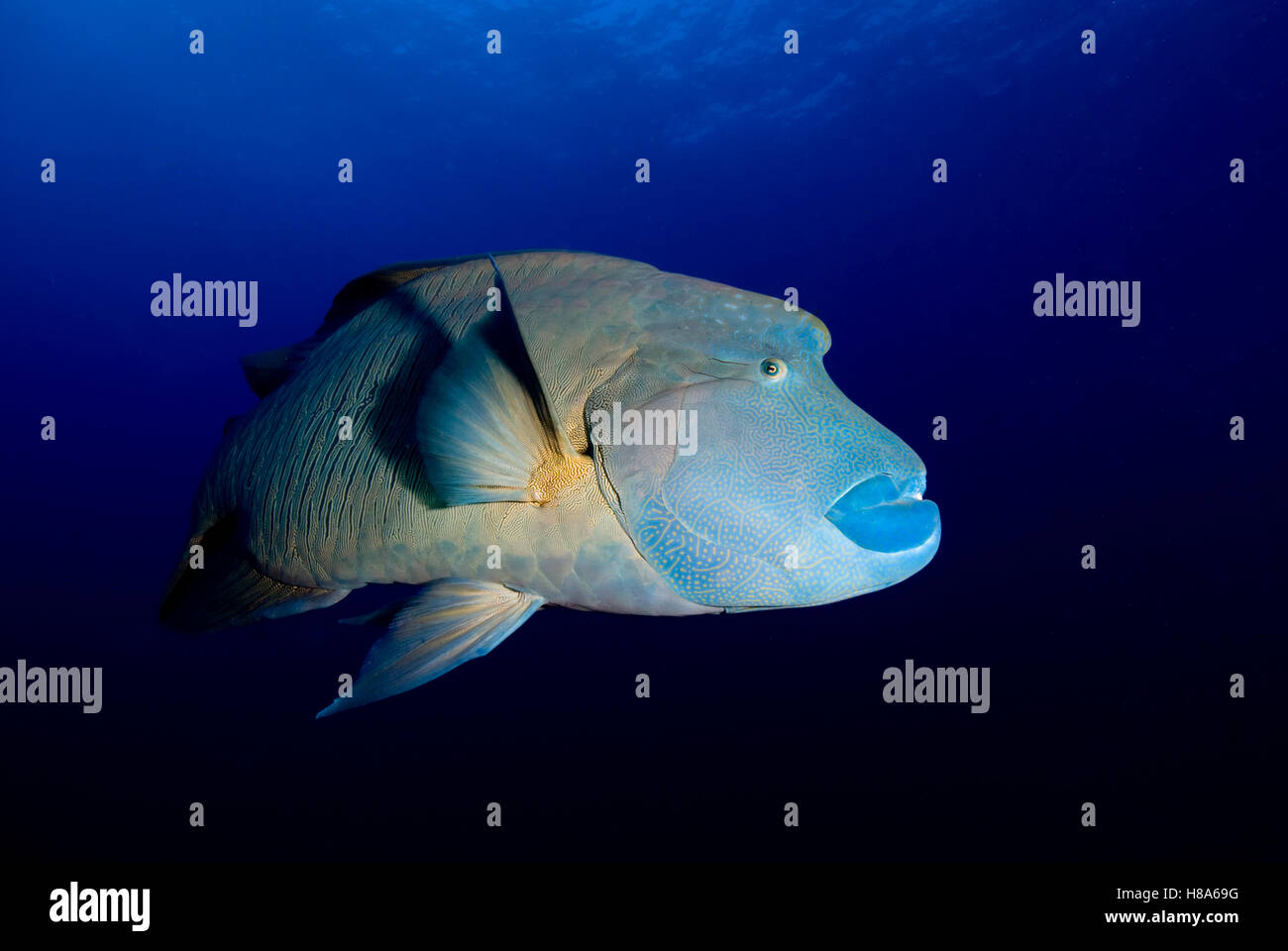 Double-headed Maori Wrasse (Cheilinus undulatus), Red Sea, Egypt Stock ...