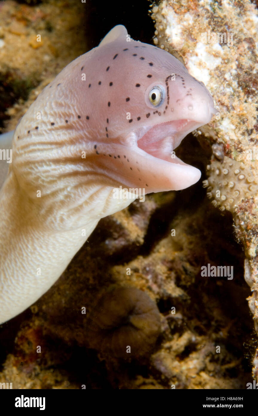 Geometric Moray (Gymnothorax griseus), Red Sea, Egypt Stock Photo - Alamy