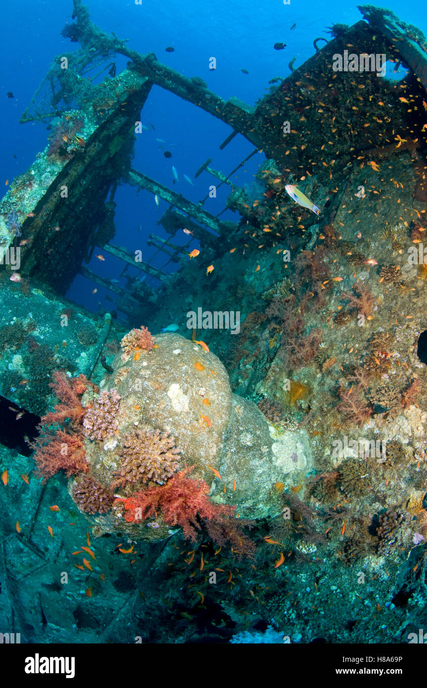 Shipwreck of the Kimon M, Red Sea, Egypt Stock Photo - Alamy