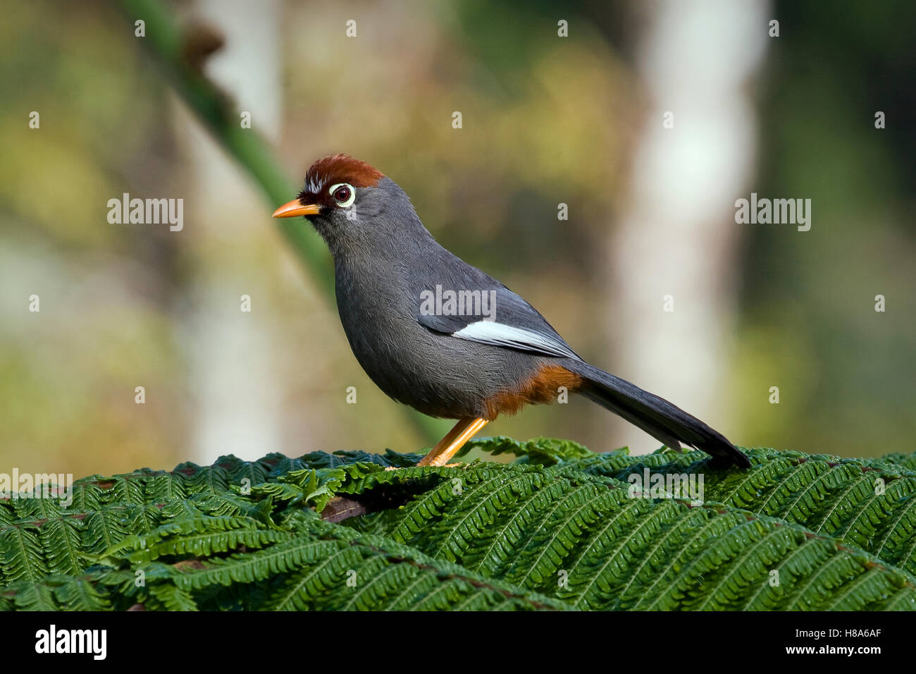 Chestnut-capped Laughingthrush (Garrulax mitratus), Fraser's Hill ...