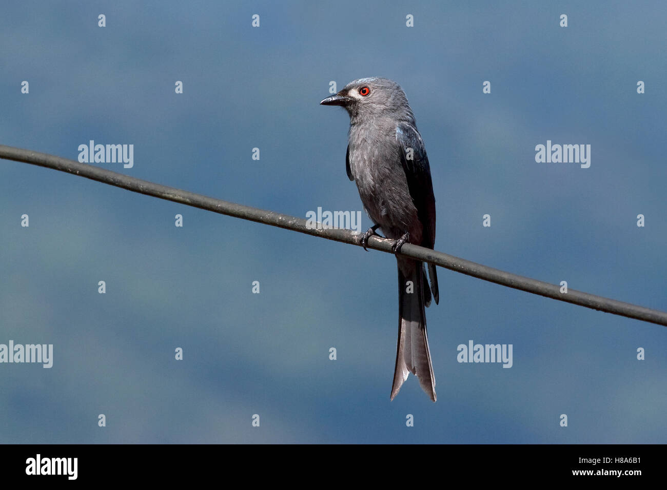 Ashy Drongo (Dicrurus leucophaeus) perched on electric wire, Mount ...
