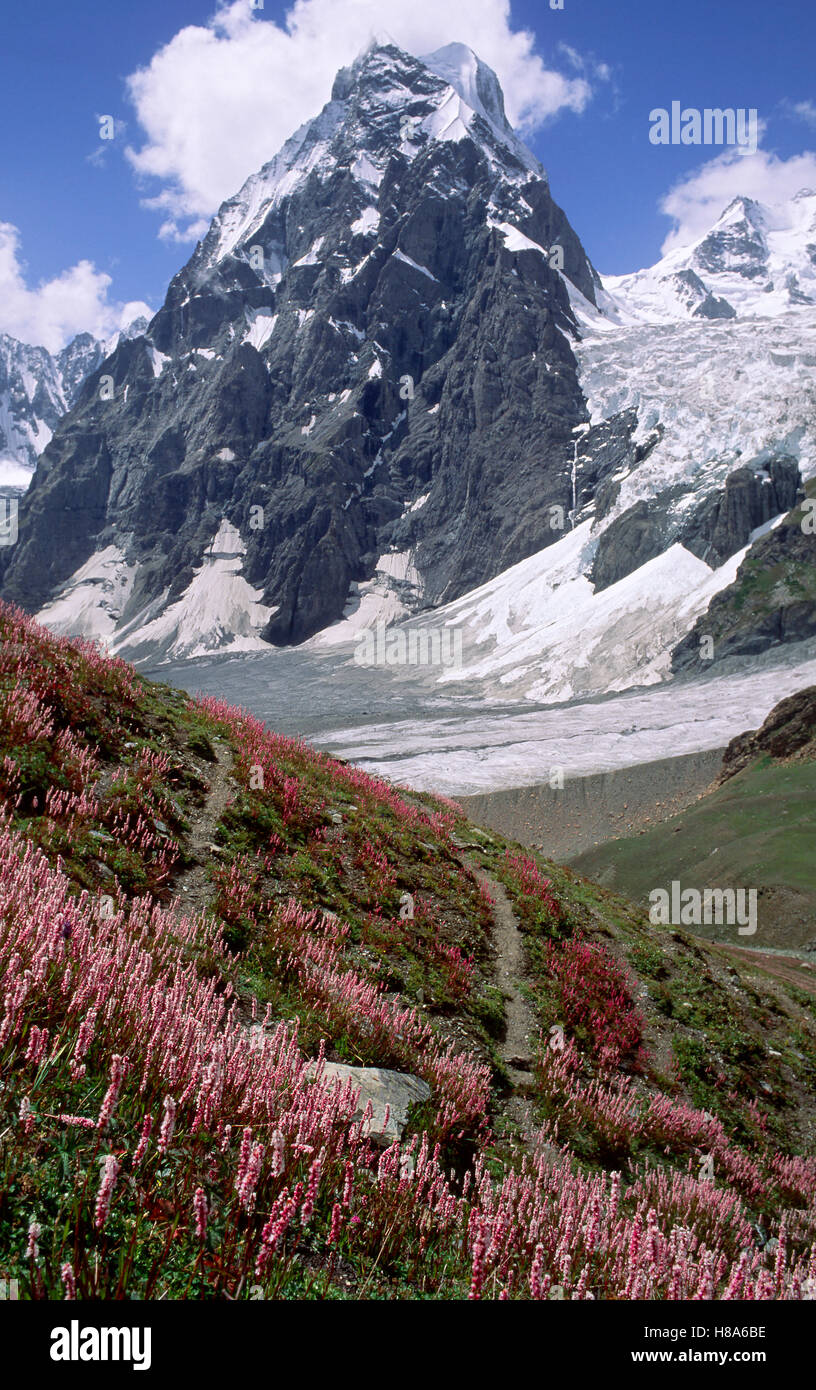 Shani Peak (5887m) rising over glacier and alpine flowers, Naltar ...