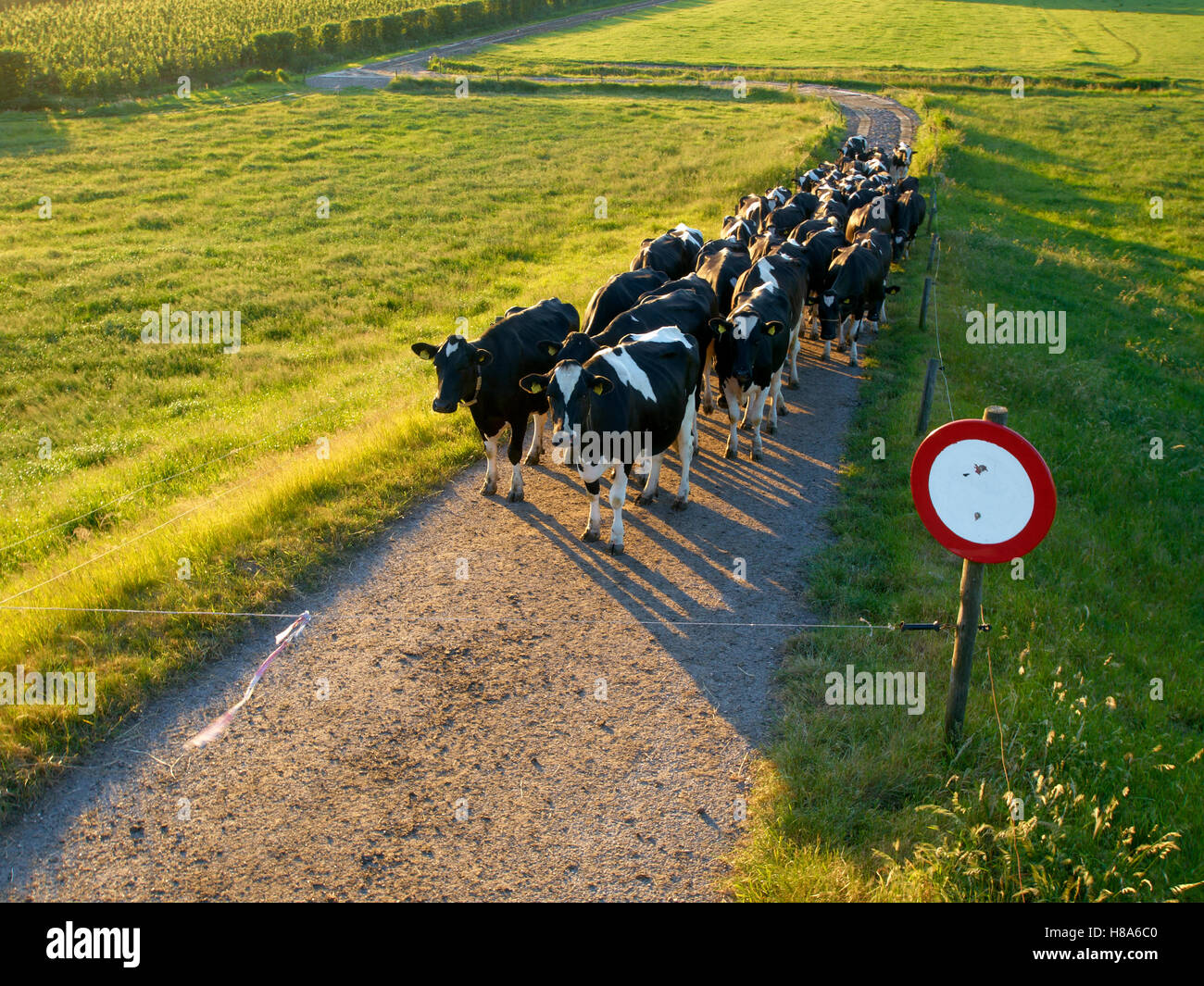 Domestic Cattle (Bos taurus) group waiting in line, Netherlands Stock ...