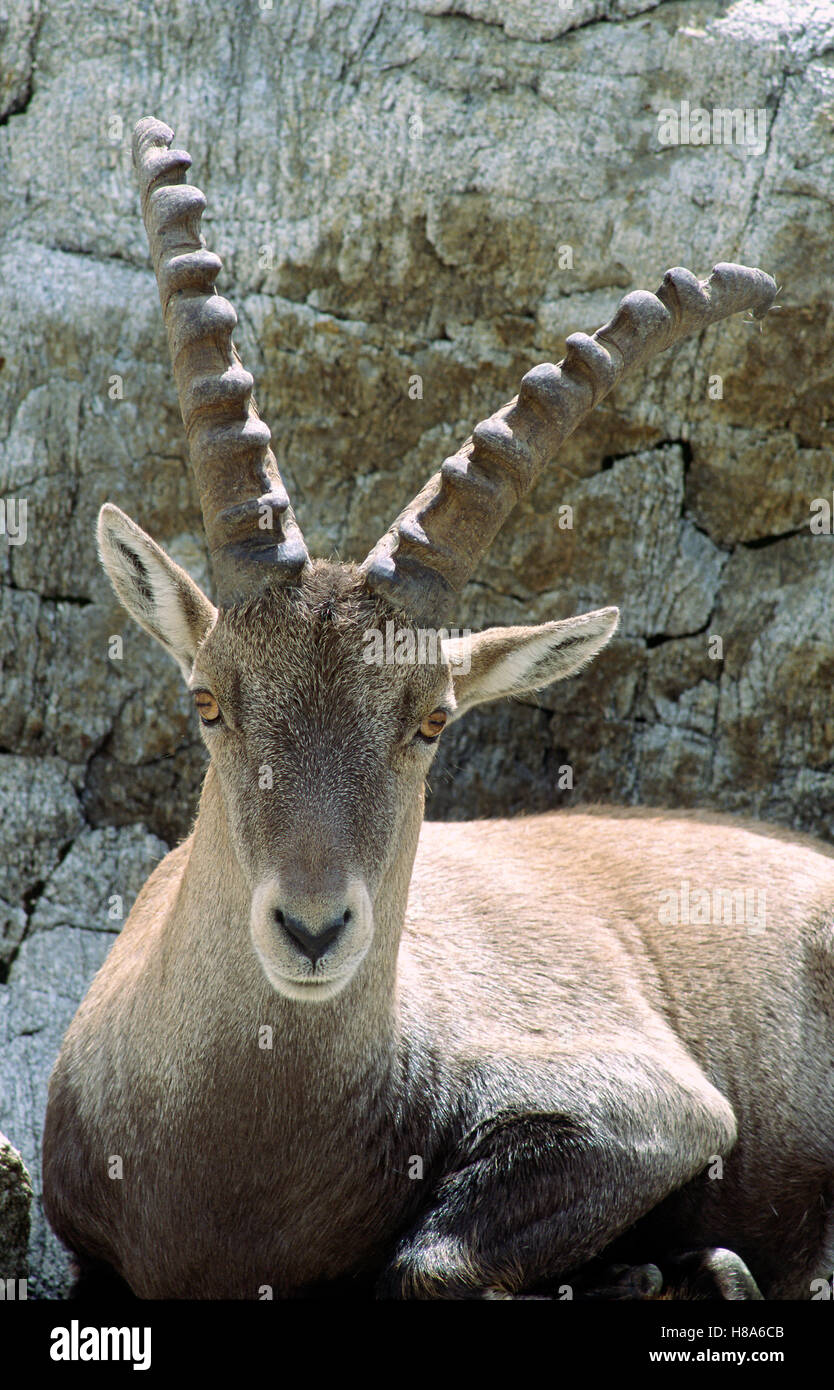 Alpine Ibex (Capra ibex) male, Aiguilles National Nature Reserve, Alps ...