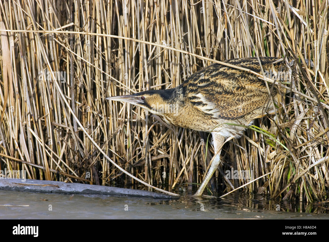 Great Bittern (Botaurus stellaris) in reeds, Utrecht, Netherlands Stock ...