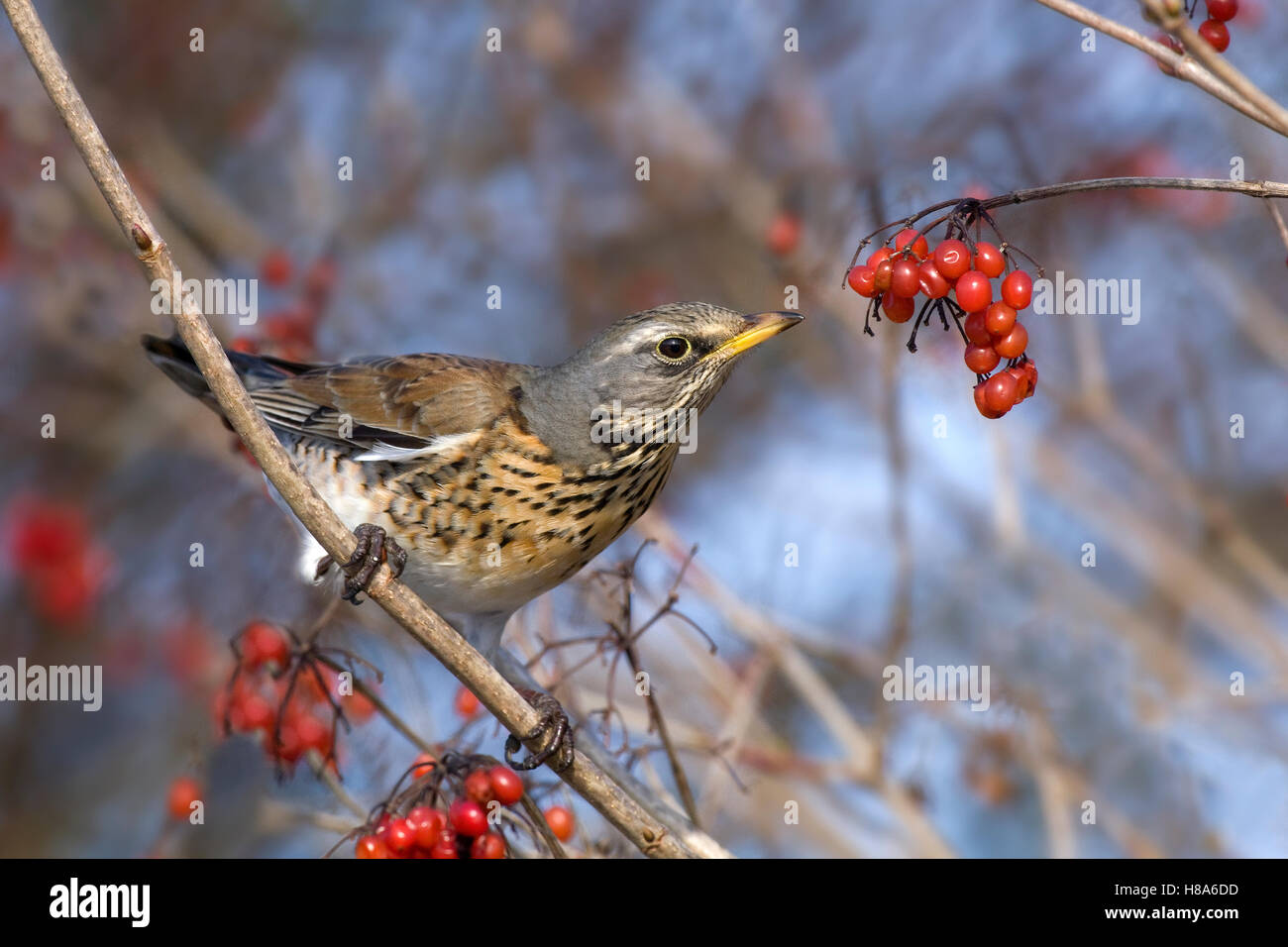 Fieldfare (Turdus pilaris) feeding on berries, Gelderland, Netherlands ...