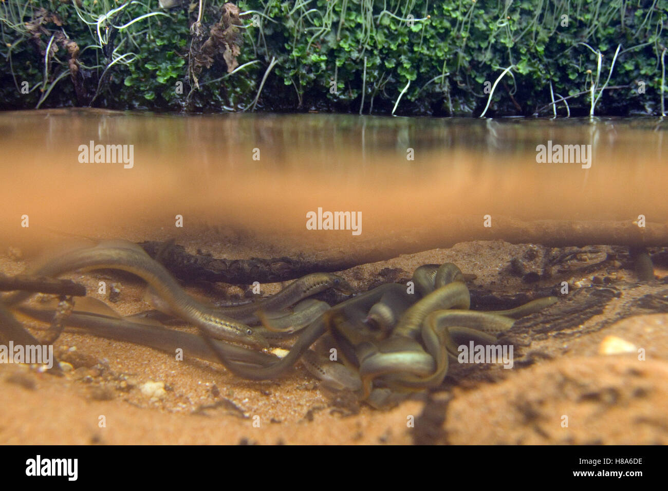 Western Brook Lamprey (Lampetra planeri) group spawning, Gelderland ...