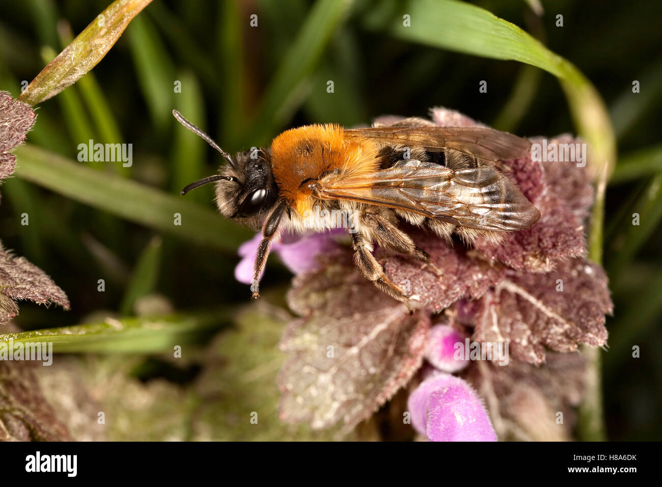 Plasterer Bee (Colletes cunicularius) male, Crapoel, Limburg ...
