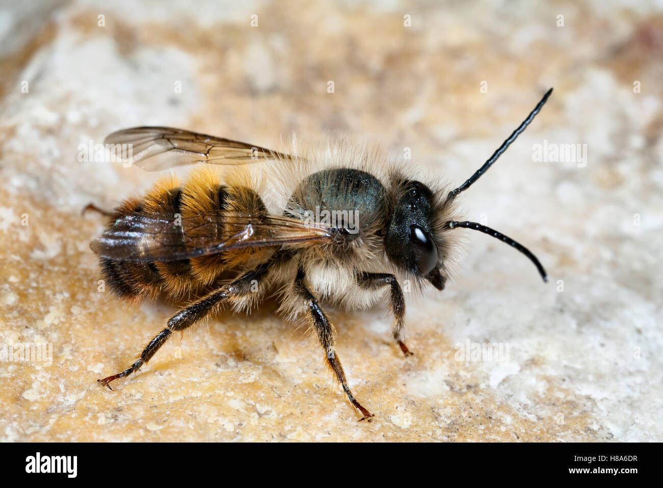 Red Mason Bee (Osmia rufa) male, Den Helder, Noord-Holland, Netherlands ...