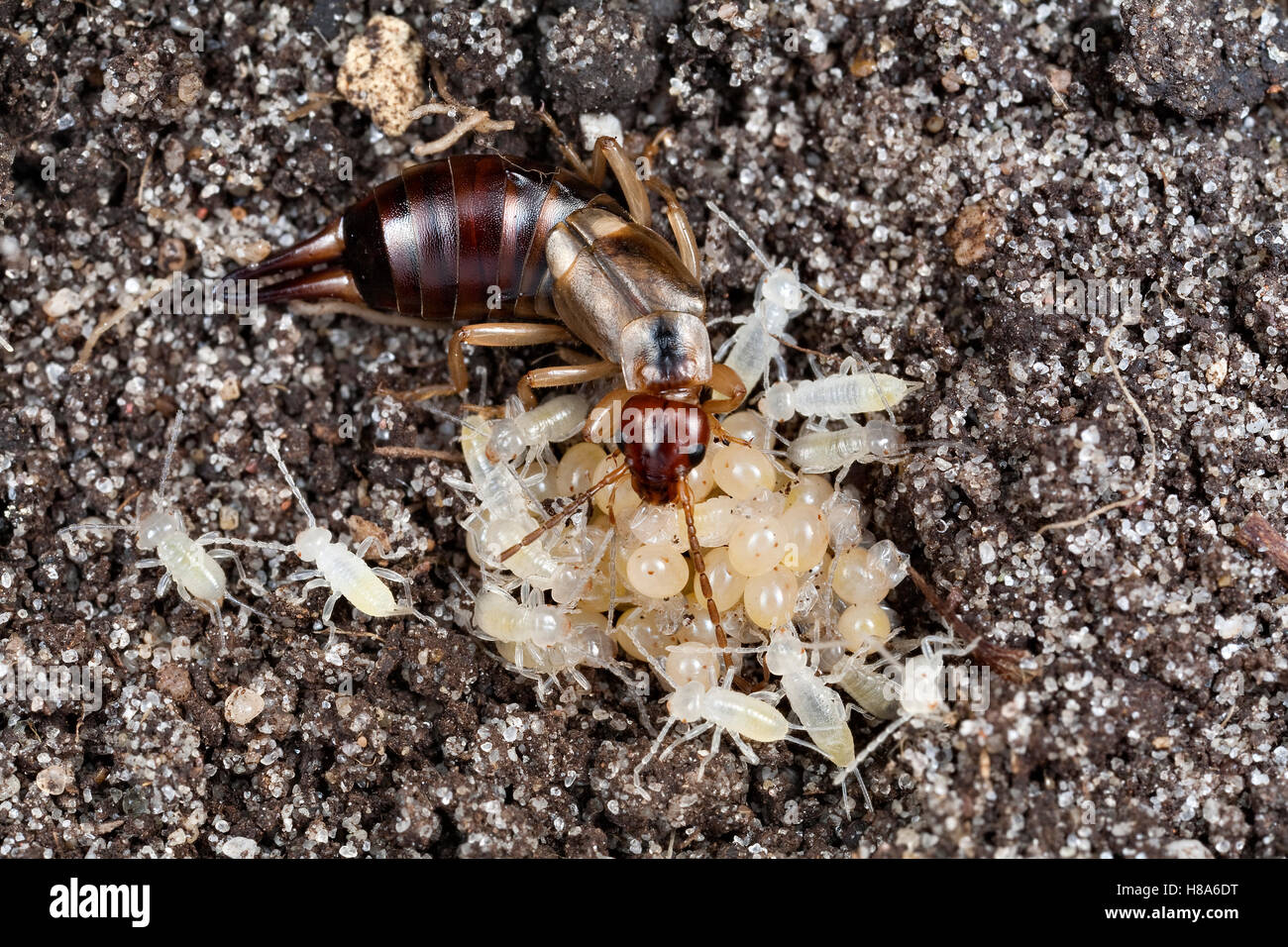 Common Earwig (Forficula auricularia) female with eggs and young, Den ...