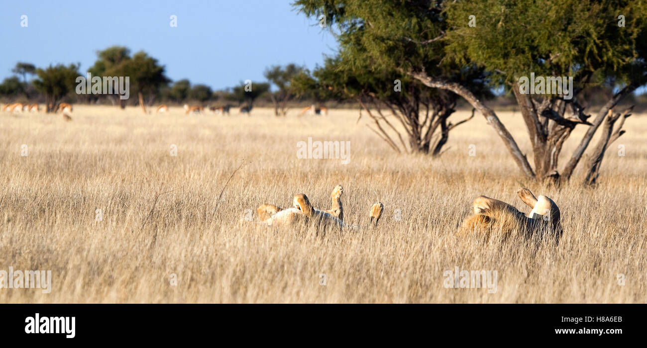 African Lion (Panthera leo) lion and lioness lying belly up in Kalahari ...