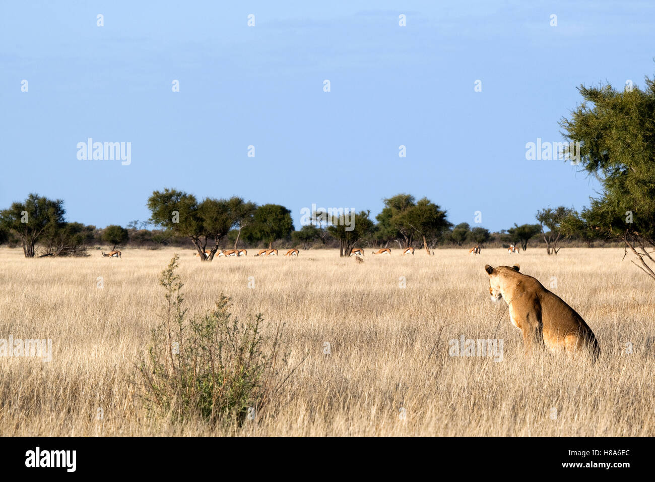 African Lion (Panthera leo) lioness looking at Springbok (Antidorcas ...