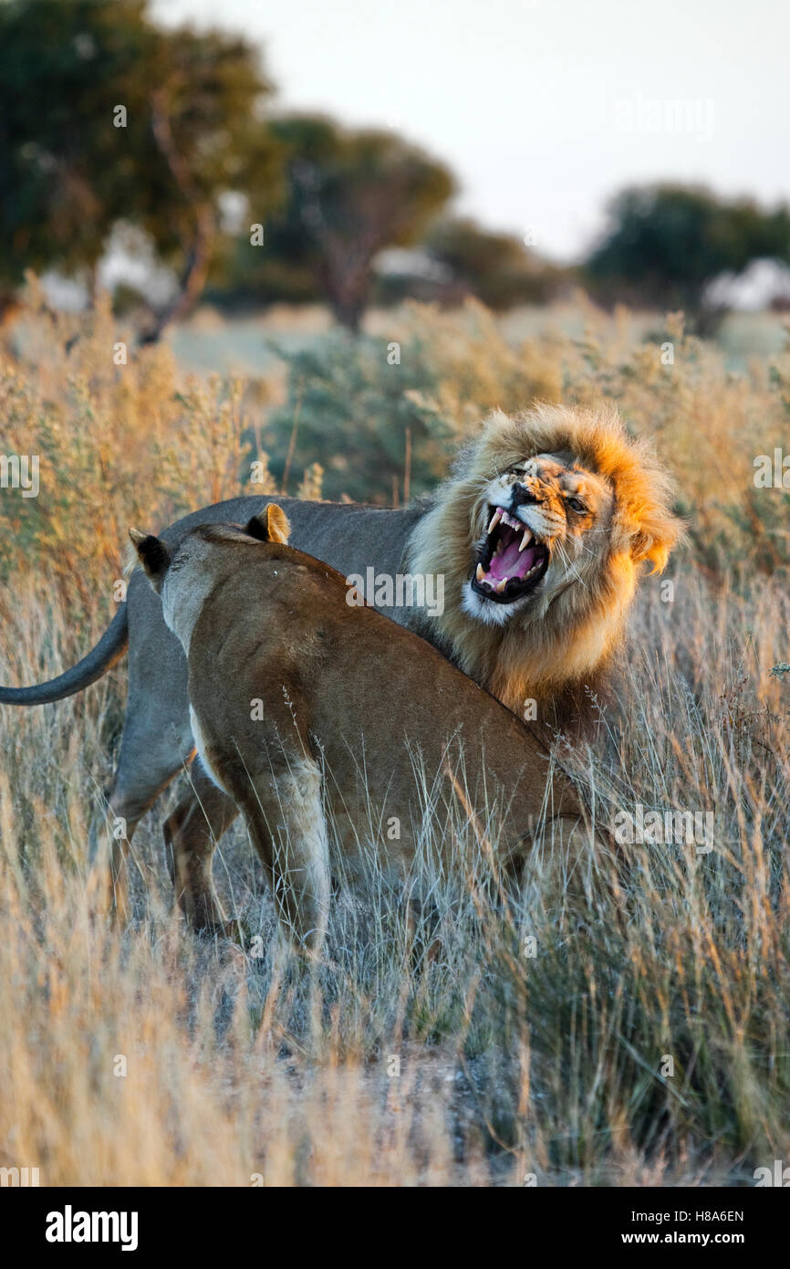 African Lion (Panthera leo) male growling at lioness, Khutse Game ...