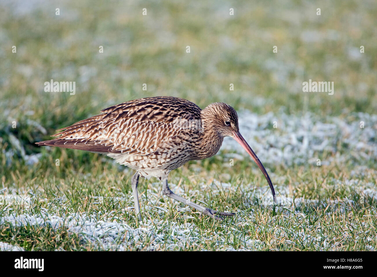Eurasian Curlew (Numenius arquata) on a meadow, Netherlands Stock Photo ...
