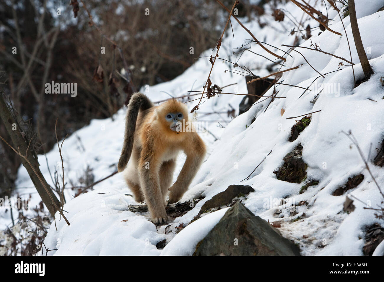 Golden Snub-nosed Monkey (Rhinopithecus roxellana) juvenile walking ...