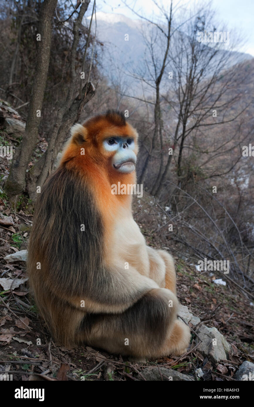 Golden Snub-nosed Monkey (Rhinopithecus roxellana) mature male, Qinling ...