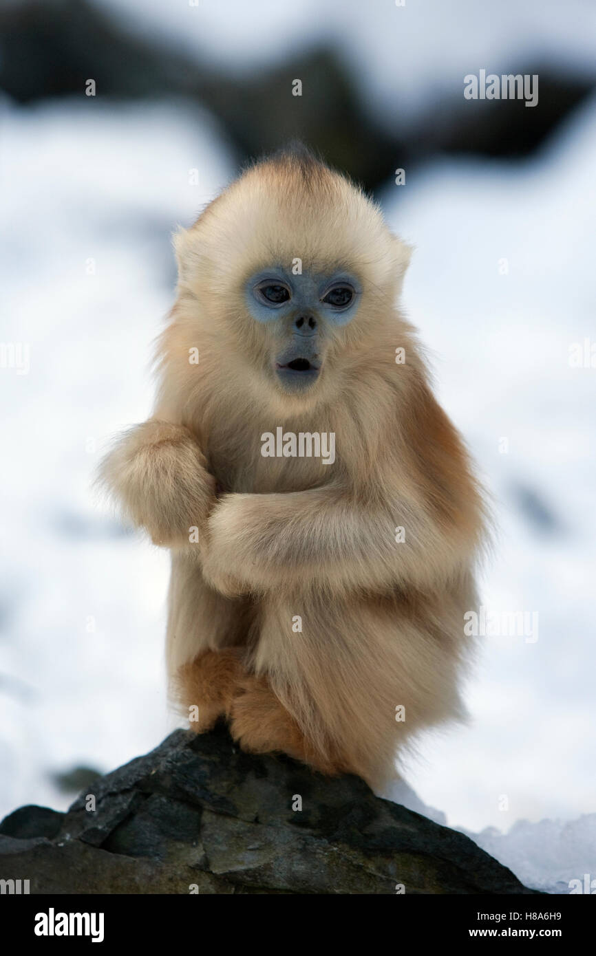 Golden Snub-nosed Monkey (Rhinopithecus roxellana) infant calling with ...