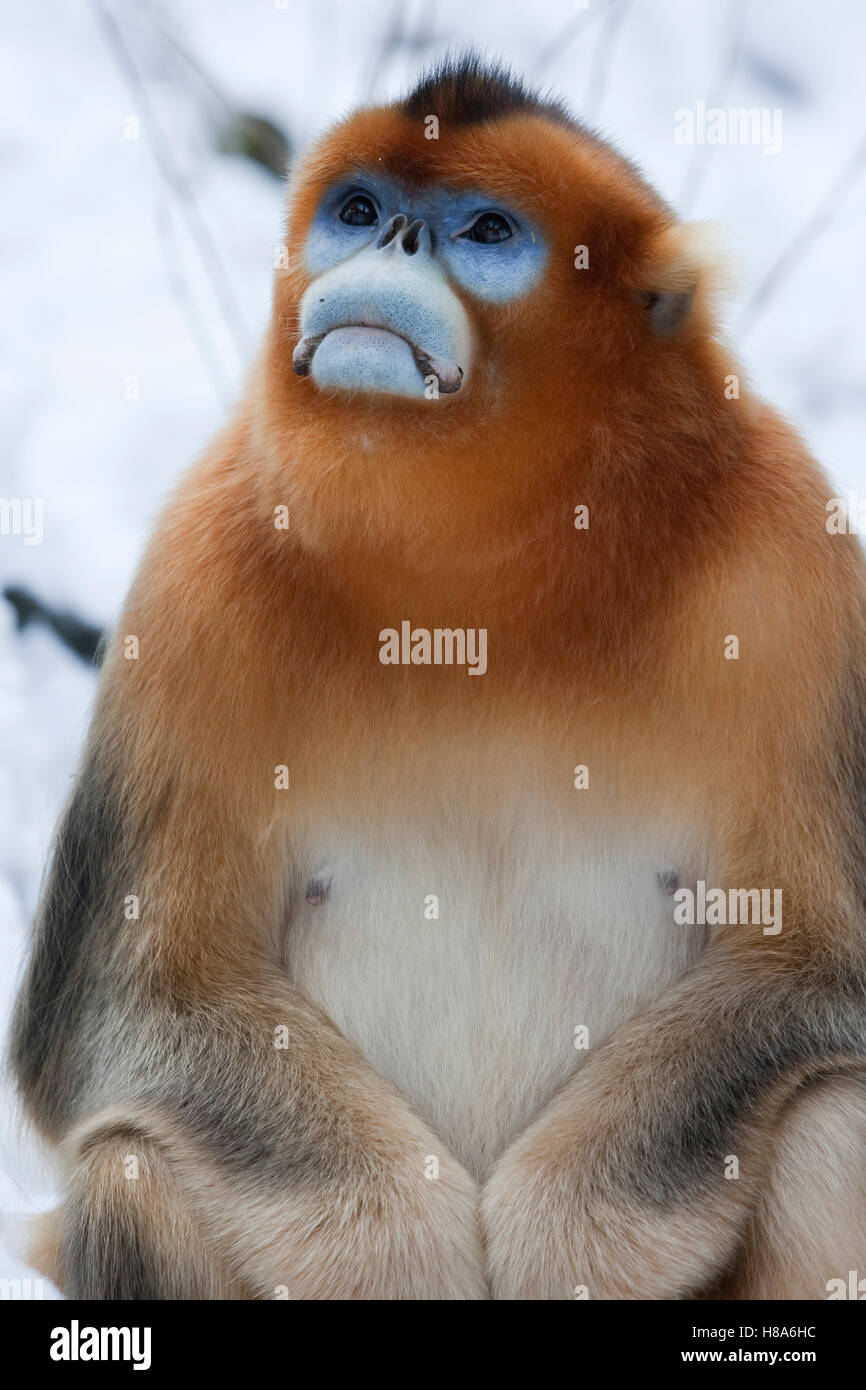 Golden Snub-nosed Monkey (Rhinopithecus roxellana) male, Qinling ...