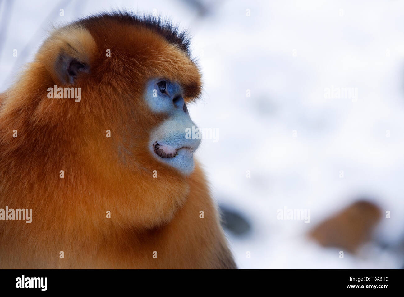 Golden Snub-nosed Monkey (Rhinopithecus roxellana) male, Qinling ...