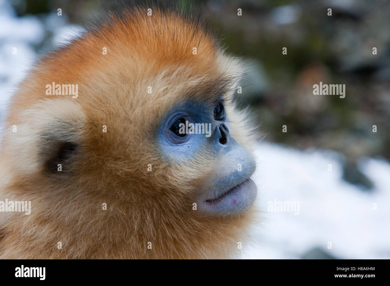 Golden Snub-nosed Monkey (Rhinopithecus roxellana) juvenile, Qinling ...