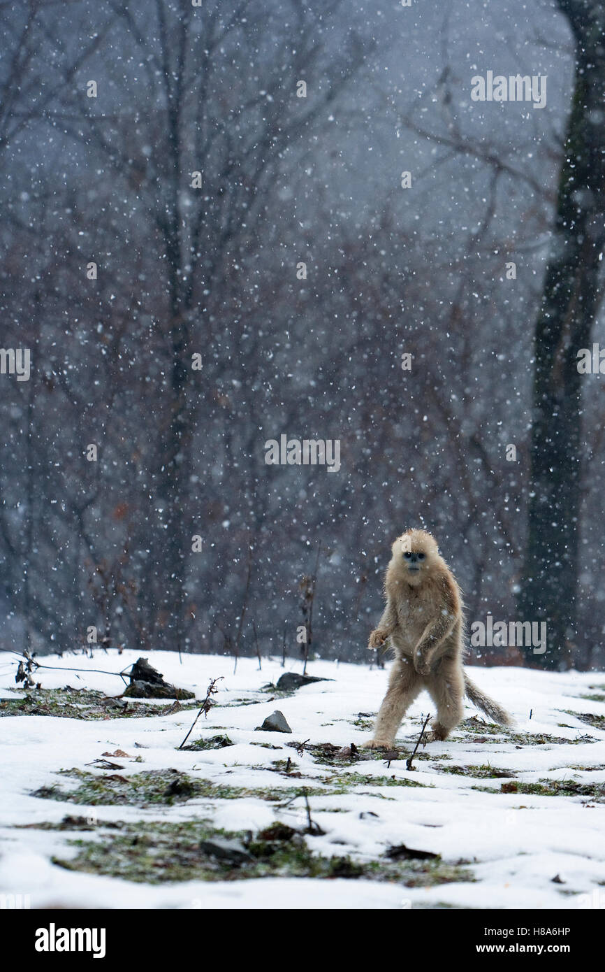 Golden Snub-nosed Monkey (Rhinopithecus roxellana) juvenile walking ...