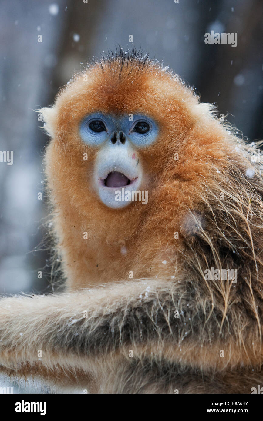Golden Snub-nosed Monkey (Rhinopithecus roxellana) juvenile male with ...