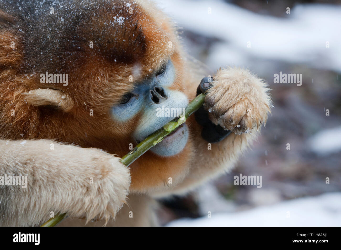 Golden Snub-nosed Monkey (Rhinopithecus roxellana) male biting bark off ...