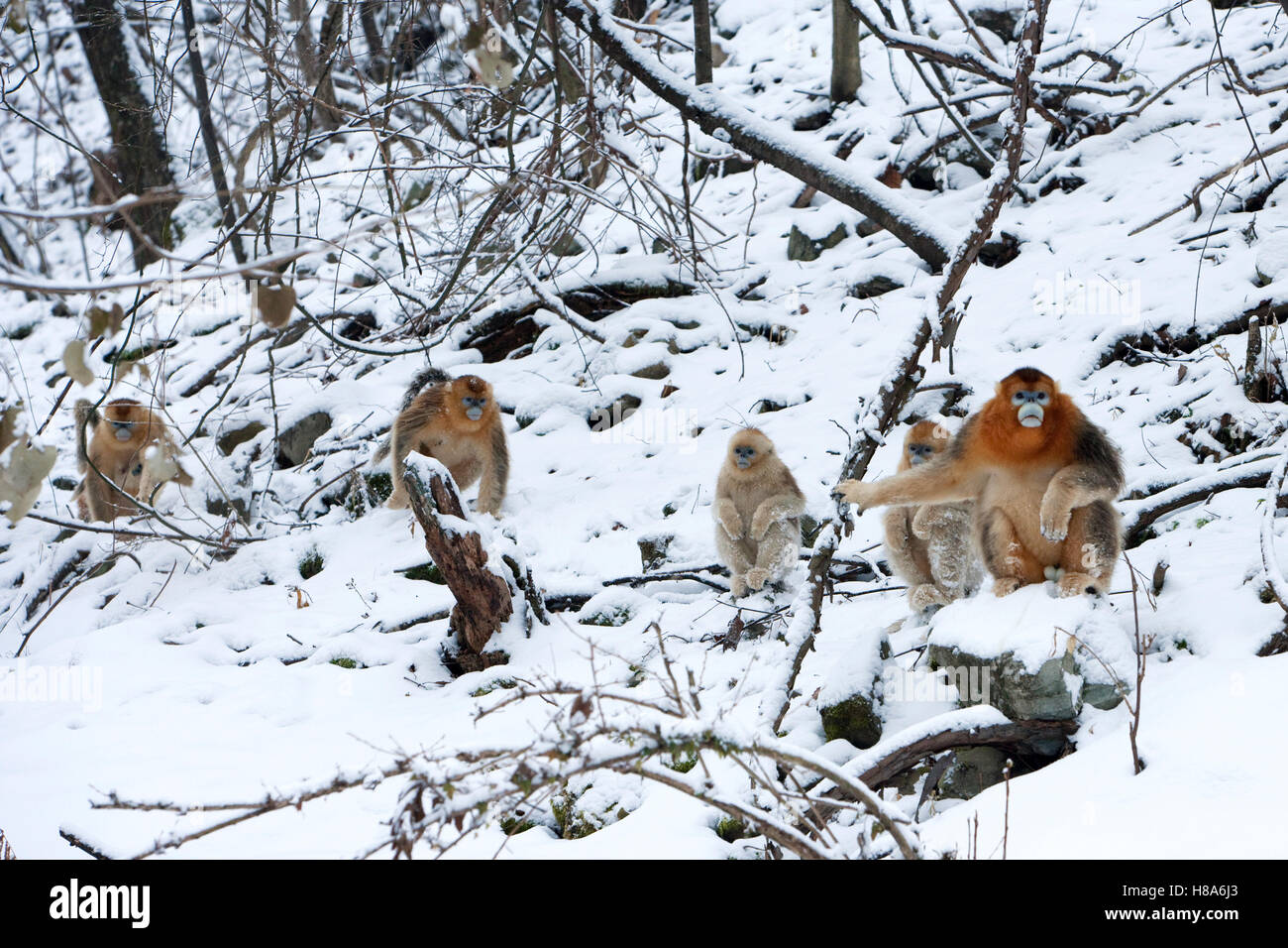 Golden Snub-nosed Monkey (Rhinopithecus roxellana) male at head of ...