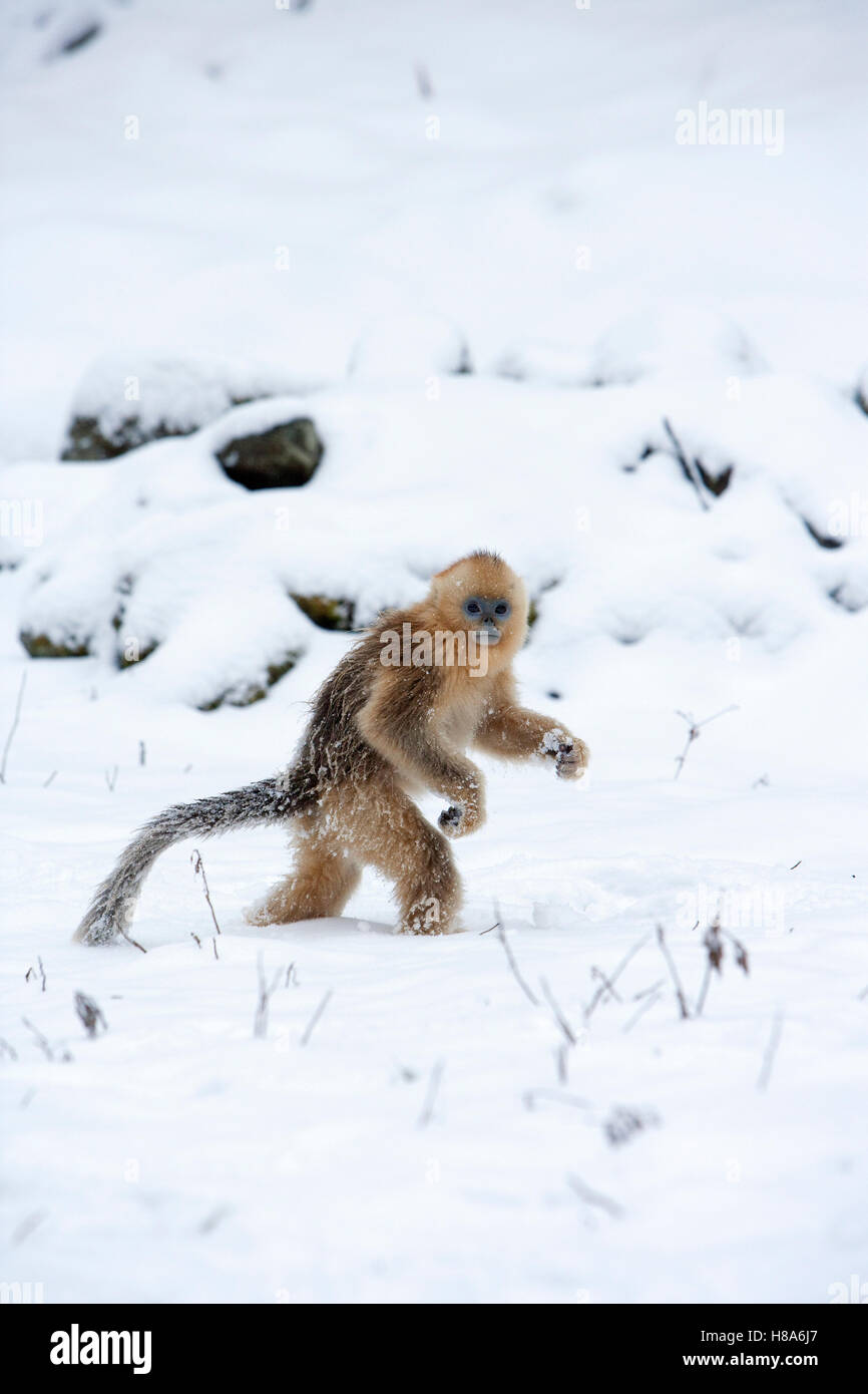 Golden Snub-nosed Monkey (Rhinopithecus roxellana) juvenile walking ...