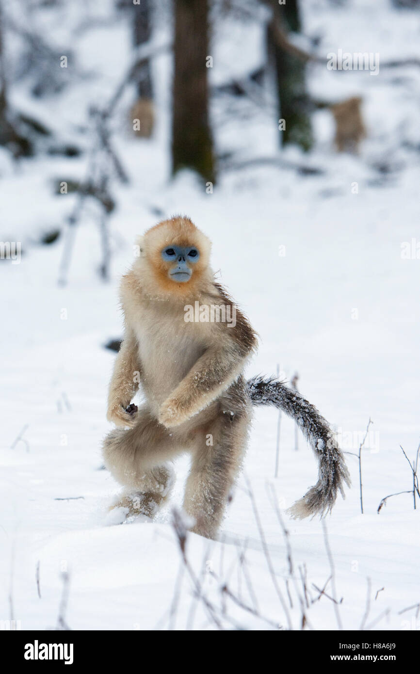 Golden Snub-nosed Monkey (Rhinopithecus roxellana) juvenile walking ...