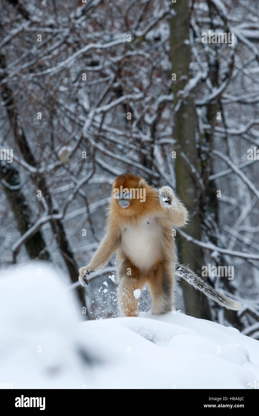 Golden Snub-nosed Monkey (Rhinopithecus roxellana) male walking upright ...