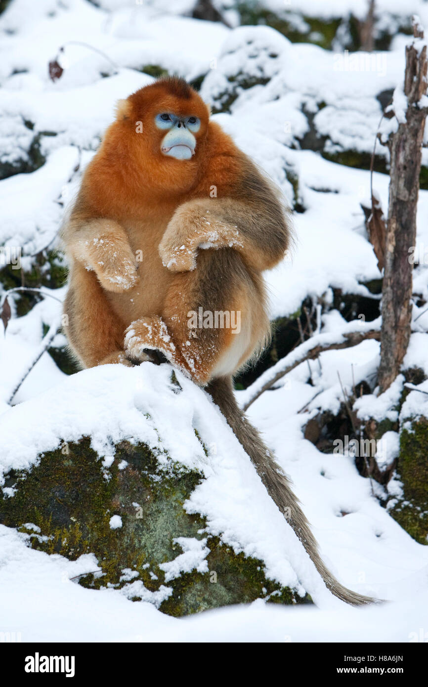Golden Snub-nosed Monkey (Rhinopithecus roxellana) male sitting on rock ...