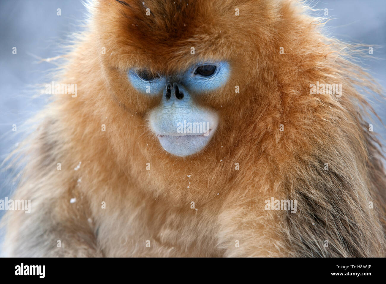 Golden Snub-nosed Monkey (Rhinopithecus roxellana) young male, Qinling ...