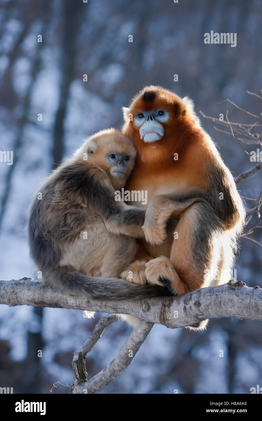 Golden Snub-nosed Monkey (Rhinopithecus roxellana) male and female ...