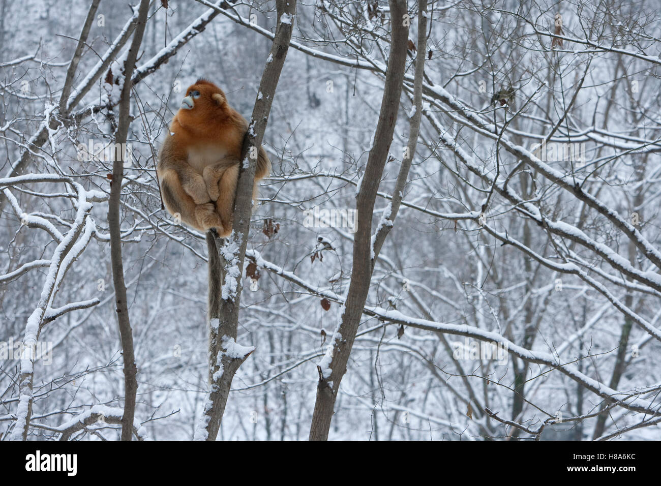 Golden Snub-nosed Monkey (Rhinopithecus roxellana) male in snow-covered ...