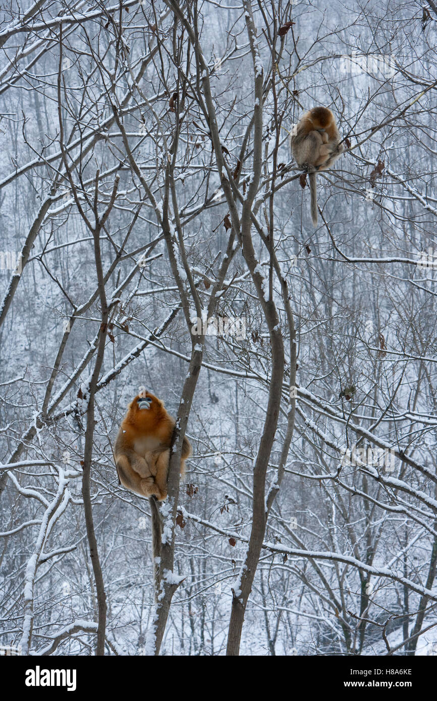 Golden Snub-nosed Monkey (Rhinopithecus roxellana) pair in snow-covered ...