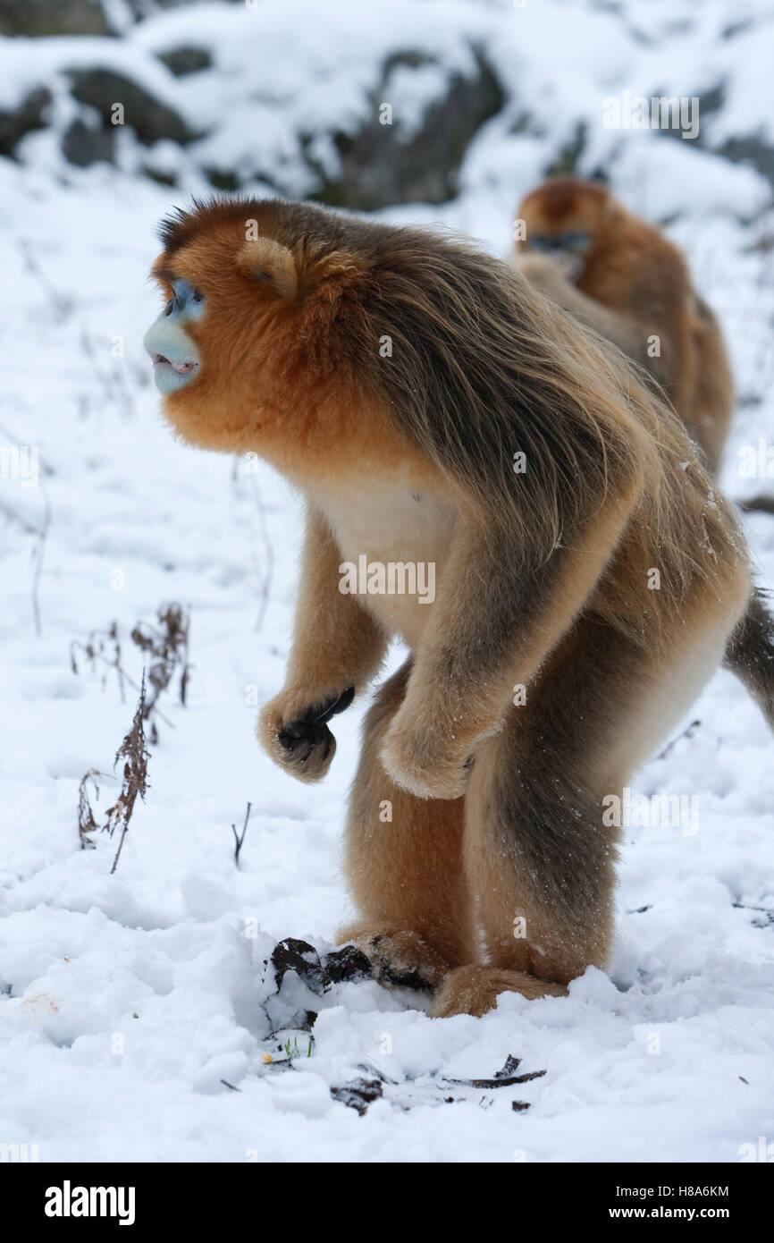 Golden Snub-nosed Monkey (Rhinopithecus roxellana) male standing in ...