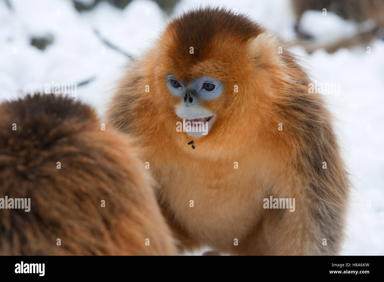 Golden Snub-nosed Monkey (Rhinopithecus roxellana) young males ...