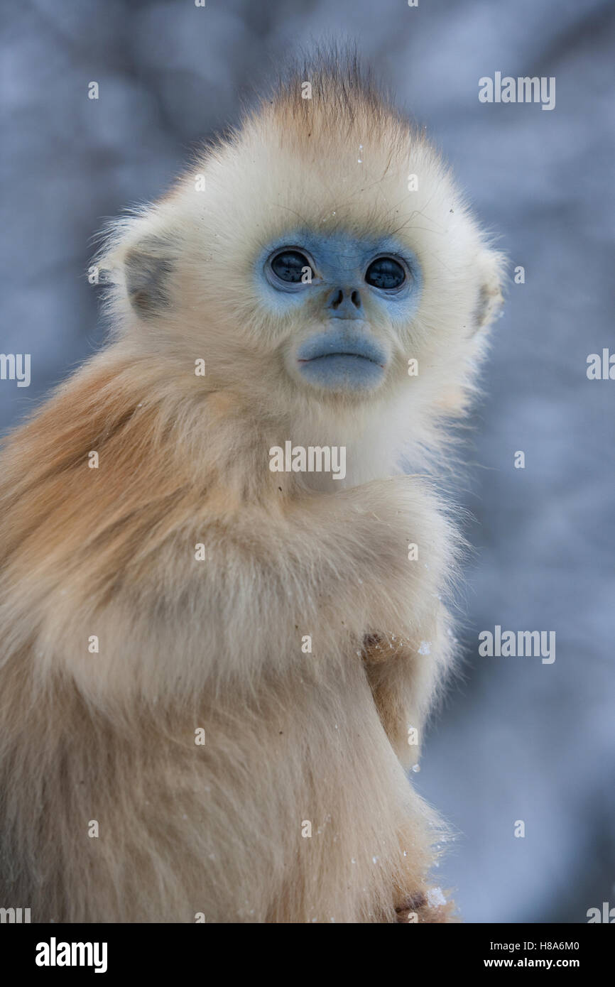 Golden Snub-nosed Monkey (Rhinopithecus roxellana) baby, Qinling ...