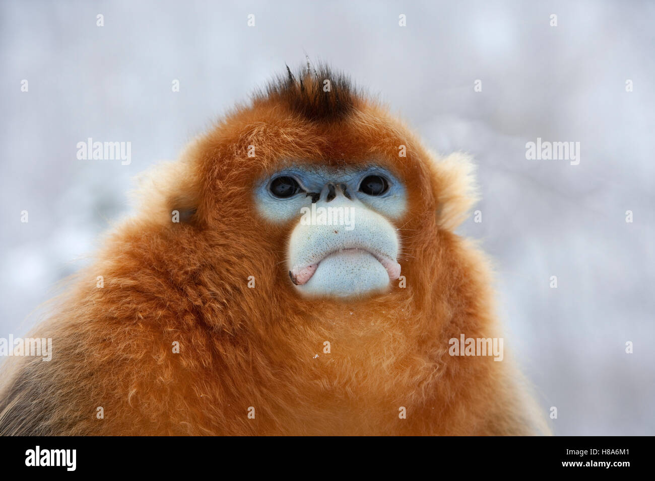 Golden Snub-nosed Monkey (Rhinopithecus roxellana) male in snowfall ...