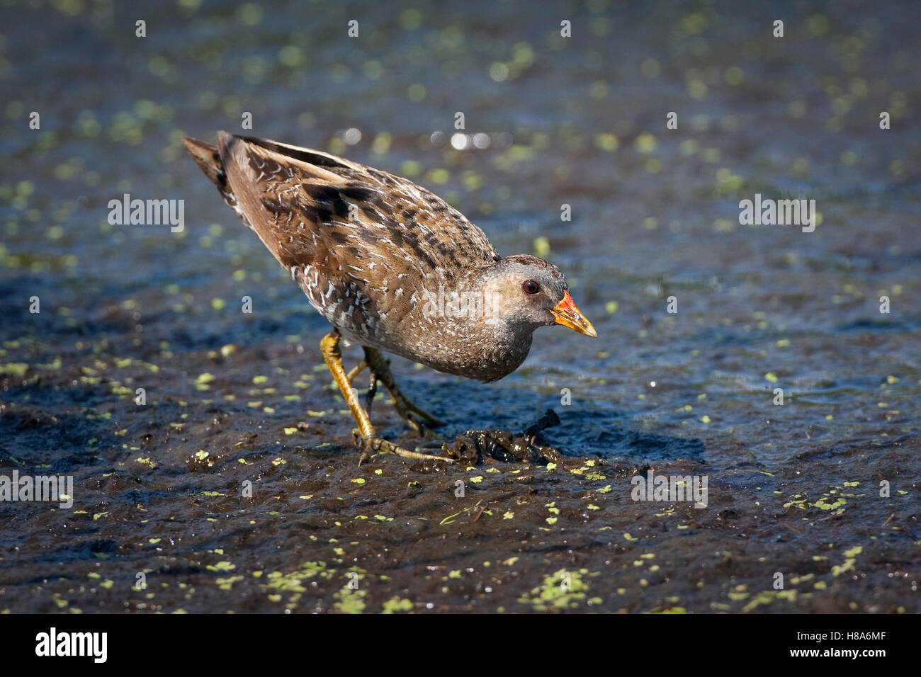 Spotted Crake (Porzana porzana) foraging, Zuid-Holland, Netherlands ...
