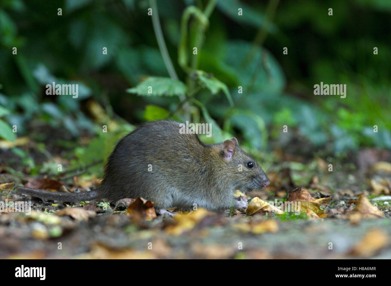 Brown Rat (Rattus norvegicus) foraging, Lochem, Gelderland, Netherlands ...