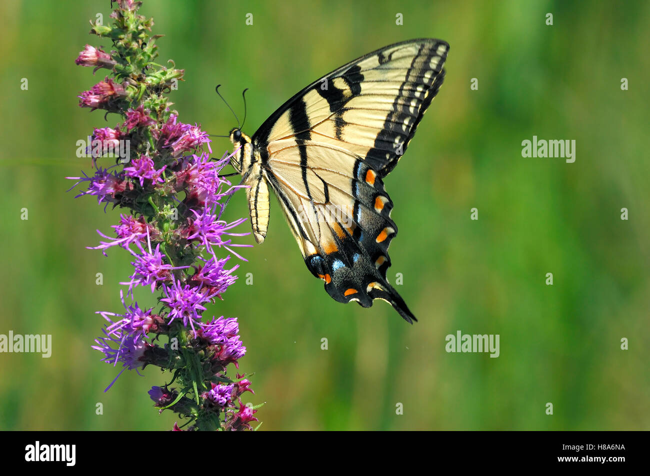Tiger Swallowtail (Papilio glaucus) butterfly feeding on nectar from ...