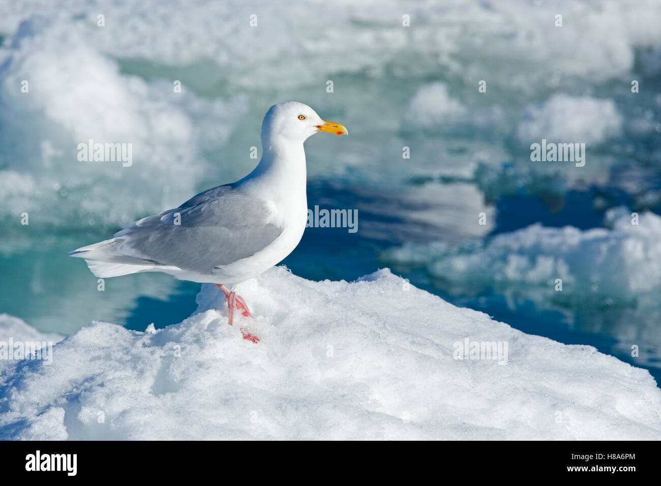 Glaucous Gull (Larus hyperboreus) on pack ice, Svalbard, Arctic Ocean ...