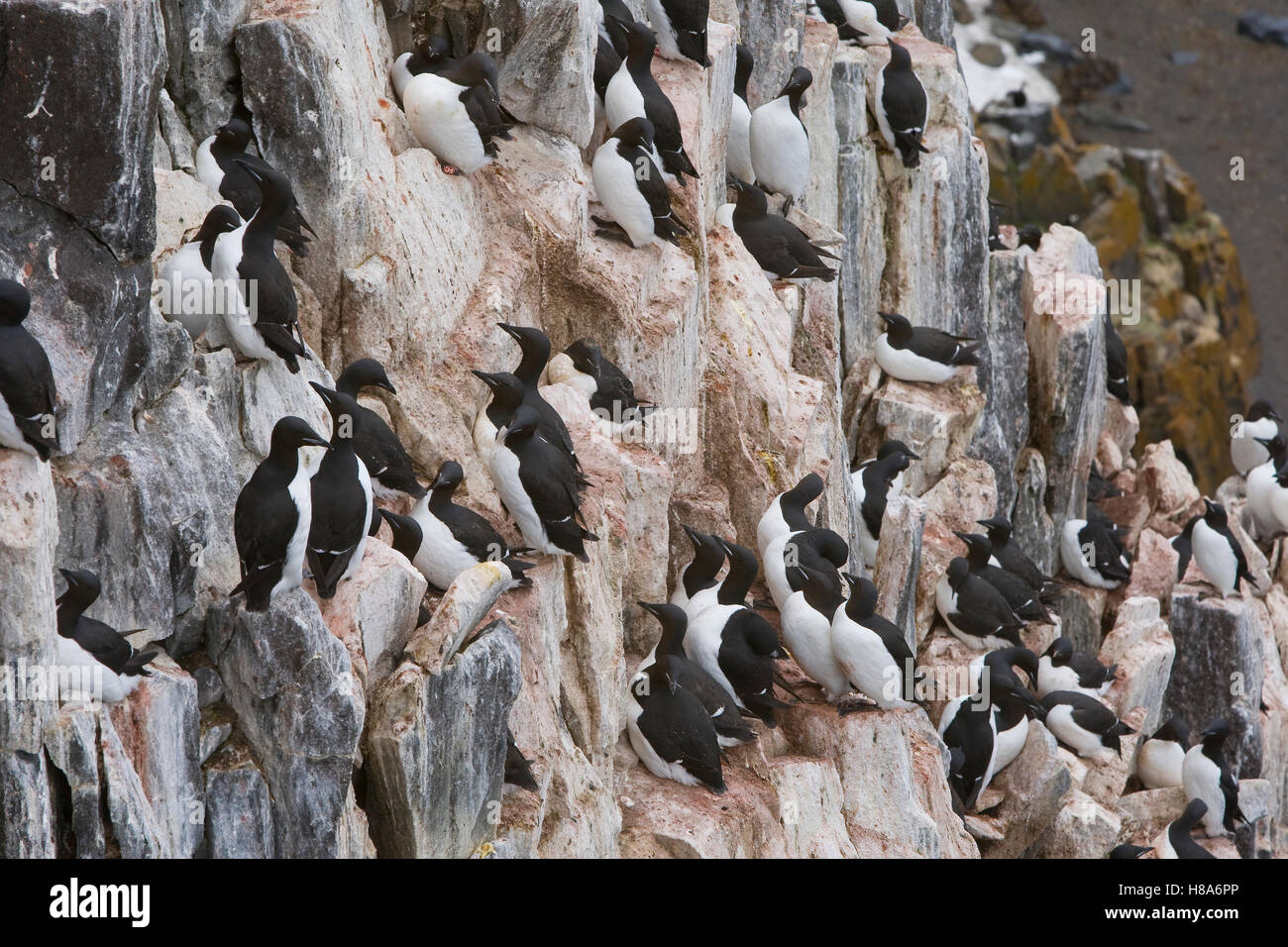 Brunnich's Guillemot (Uria lomvia) breeding colony on a cliff, Svalbard ...