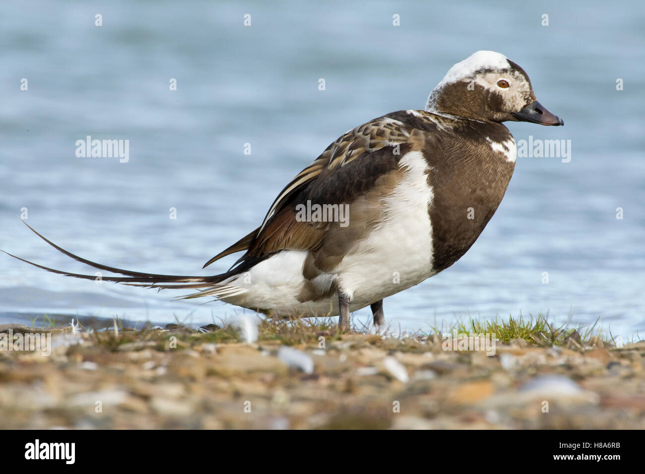 Long-tailed Duck (Clangula hyemalis) drake, Svalbard, Arctic Ocean ...