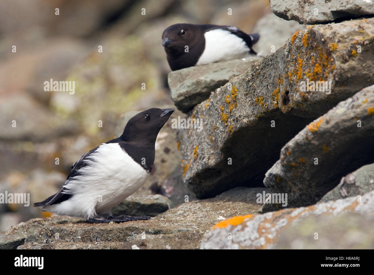 Little Auk (Alle alle) pair near nest, Svalbard, Arctic Ocean, Norway ...
