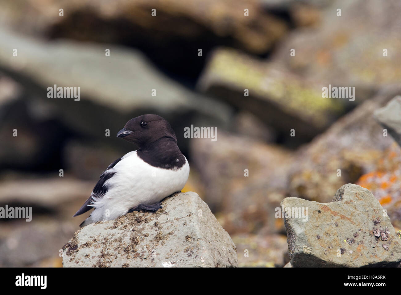 Little Auk (Alle alle) near nesting spot, Svalbard, Norway Stock Photo ...