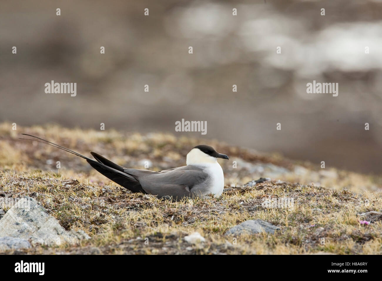 Long-tailed Jaeger (Stercorarius longicaudus) breeding, Svalbard ...