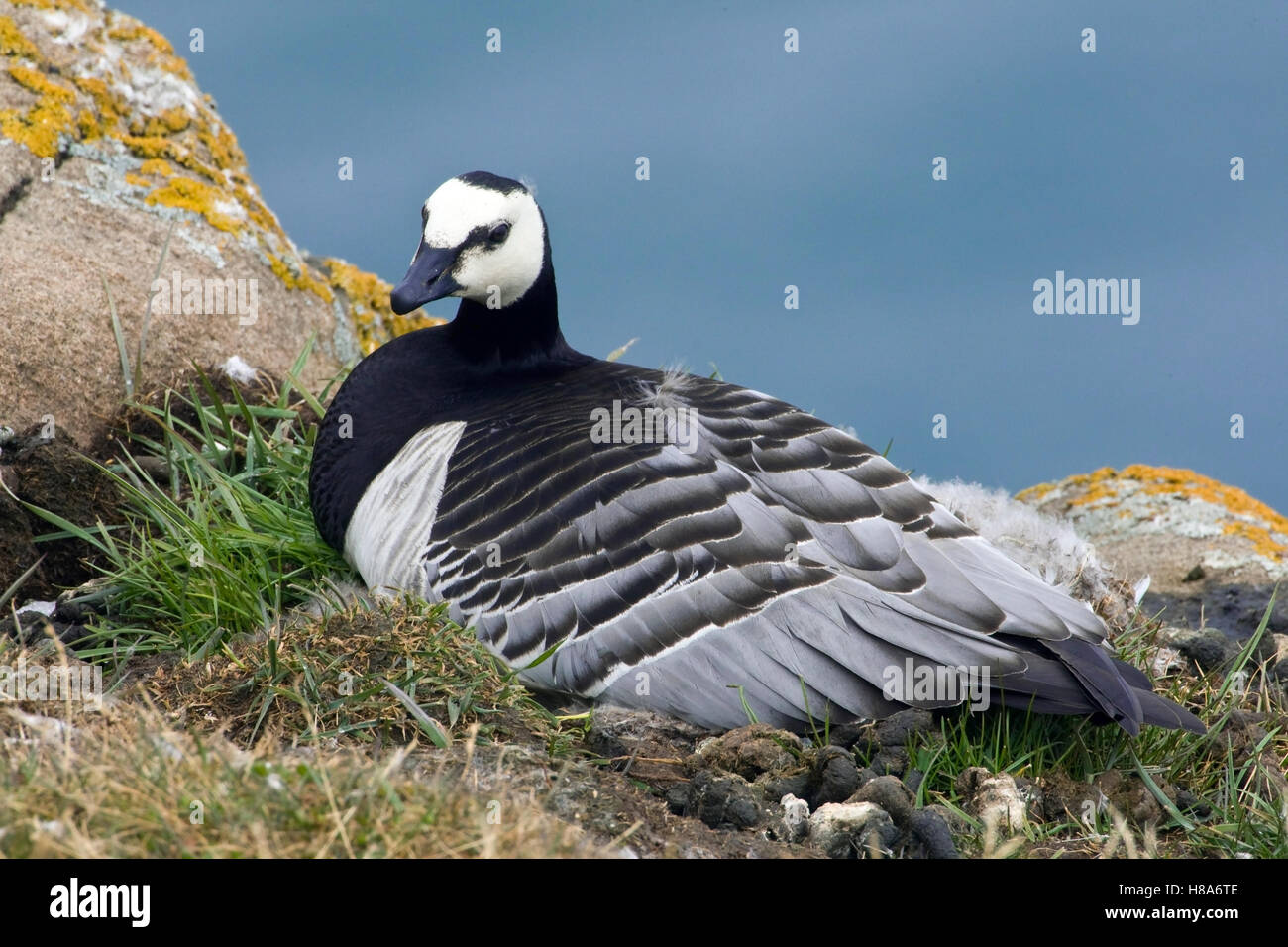Barnacle Goose (Branta leucopsis) in breeding plumage incubating eggs ...